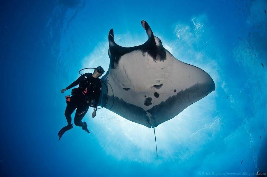 Palestra sobre as arraias-jamanta - Juicy Santos