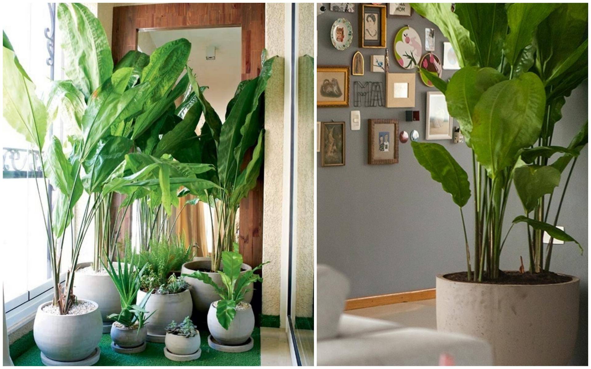 5 espécies de plantas para ter dentro de casa | Juicy Santos