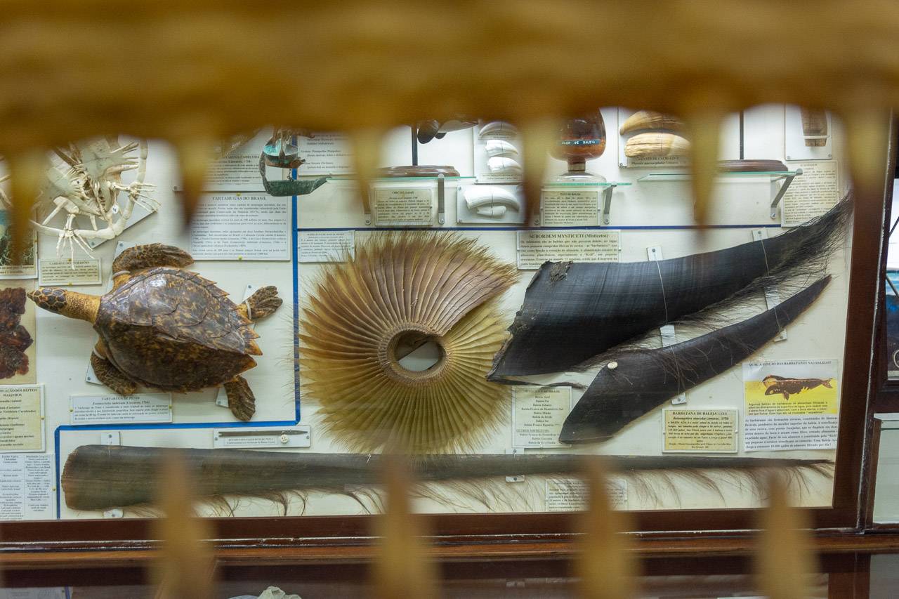 Um mergulho na biologia marinha: você já foi ao Museu do Mar? | Juicy ...