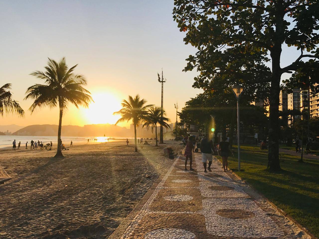 Tudo sobre o chapéu-de-sol, a árvore que é símbolo da orla de Santos ...