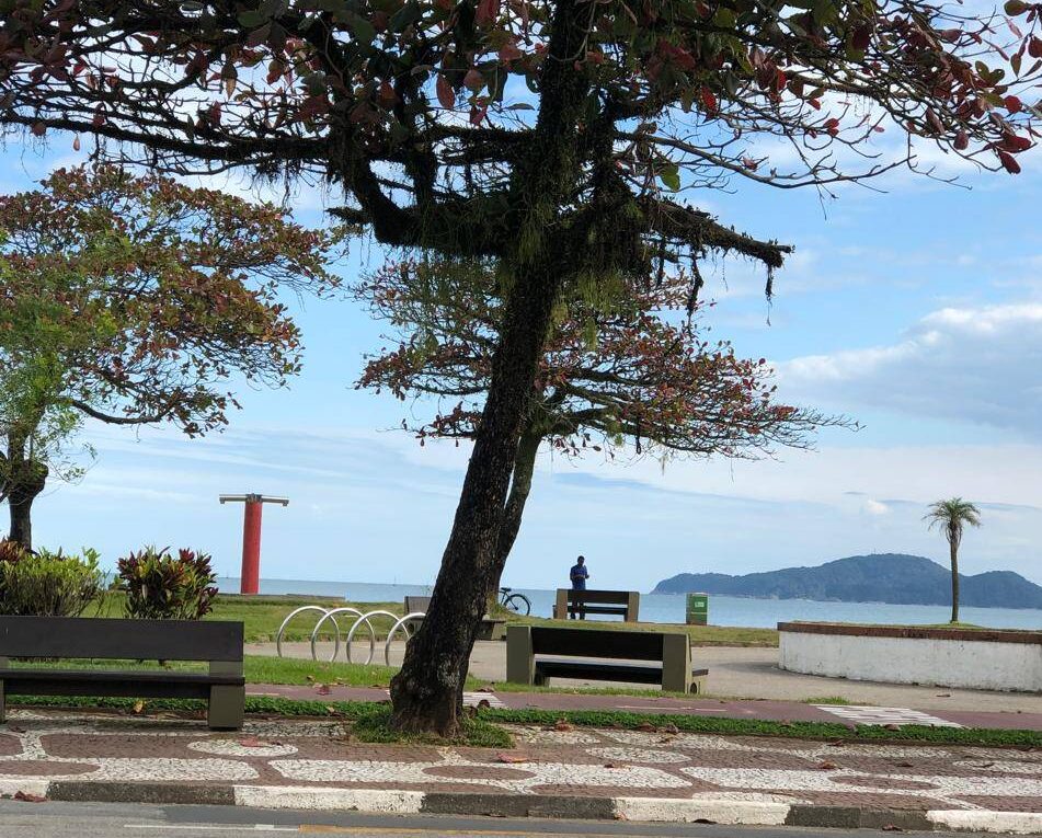 Tudo sobre o chapéu-de-sol, a árvore que é símbolo da orla de Santos ...